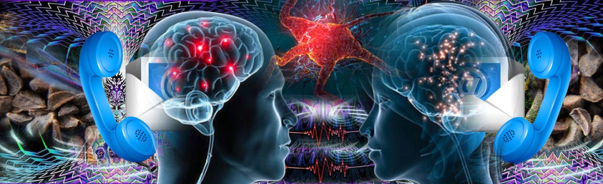 Contact – Syrian Rue